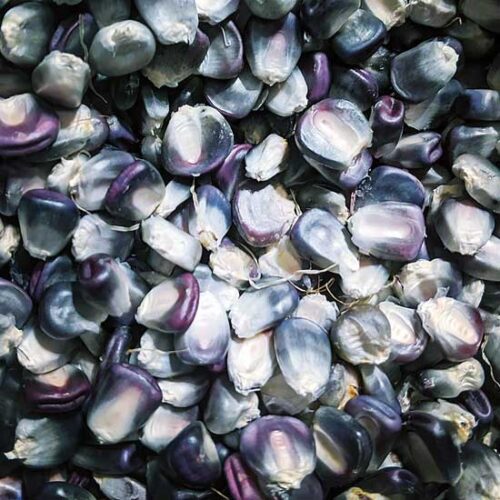 10 Indigenous Corn Cultivars – Mother Earth News